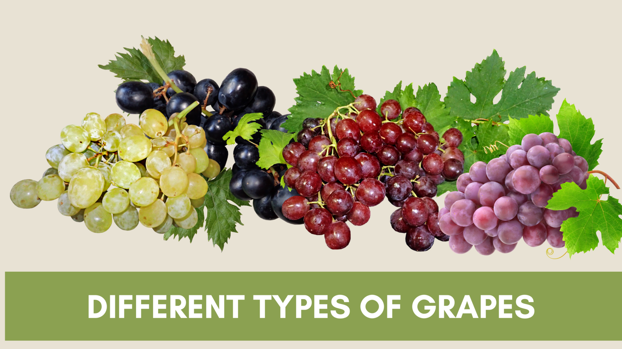 Discover How Grapes Boost Your Health and Well-being - HEALTHY N STRONG.com