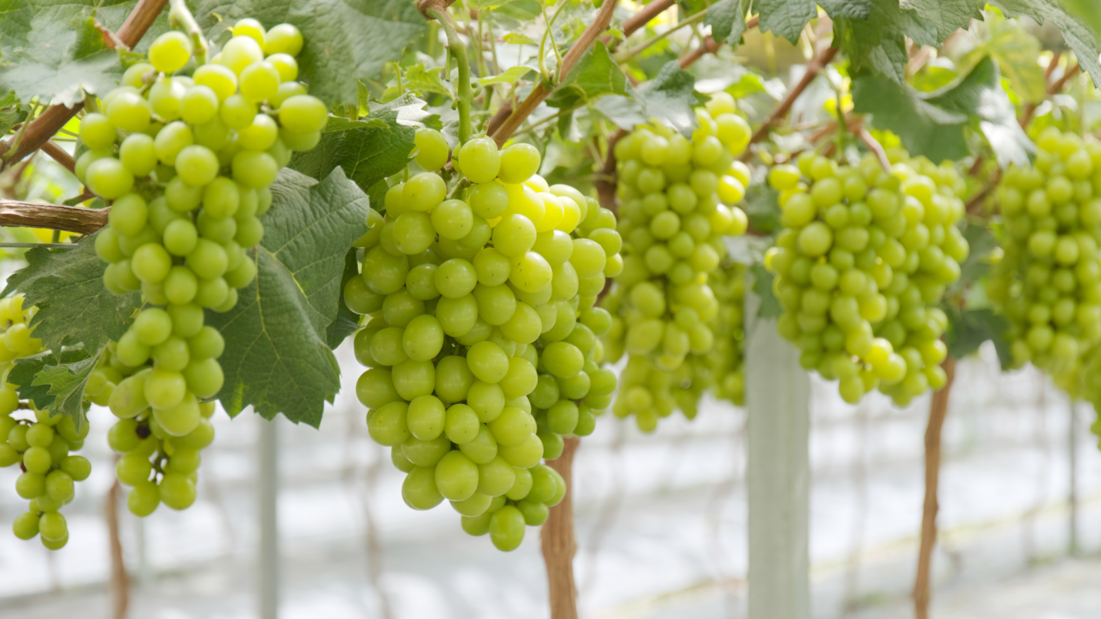 Discover How Grapes Boost Your Health and Well-being - HEALTHY N STRONG.com